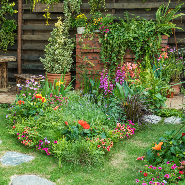 Buy Perennials Online | Free UK Delivery | Verdant Living – Page 11